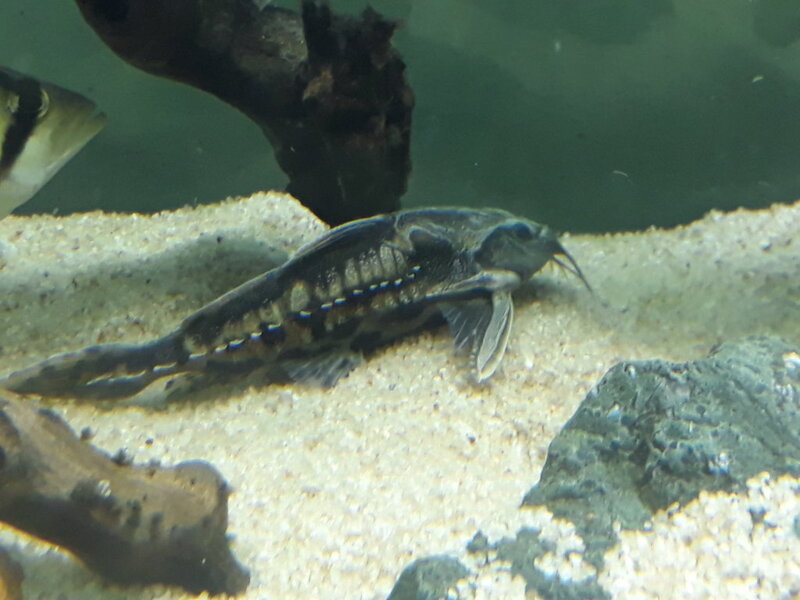 How cute are these Irwini catfish | Tropical Aquariums SA