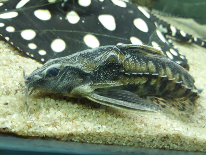 How cute are these Irwini catfish | Tropical Aquariums SA