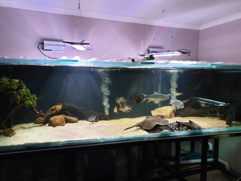 New stingray tank build. 3.6m X 1.2m x 900 | Page 4 | Tropical Aquariums SA