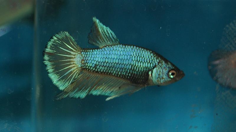 Breeding Log - HMPK Blue Mustard Gas Butterfly with 2nd HMPK Black ...