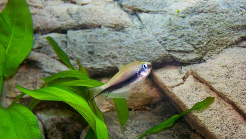 My 30 litre tank | Tropical Aquariums SA