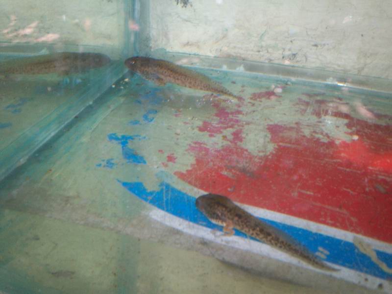 200 liter "paddavis" | Tropical Aquariums SA