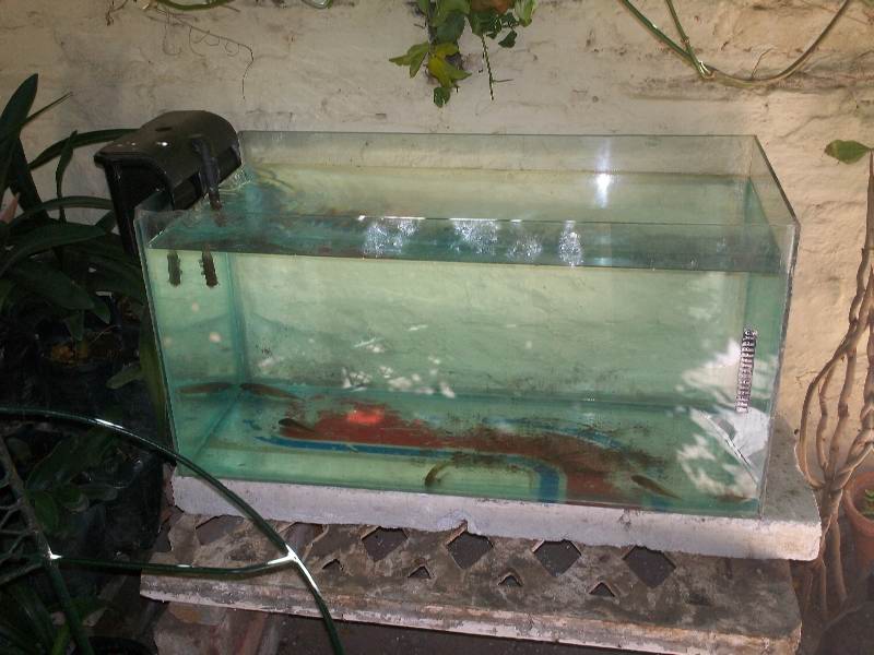 200 liter "paddavis" | Tropical Aquariums SA