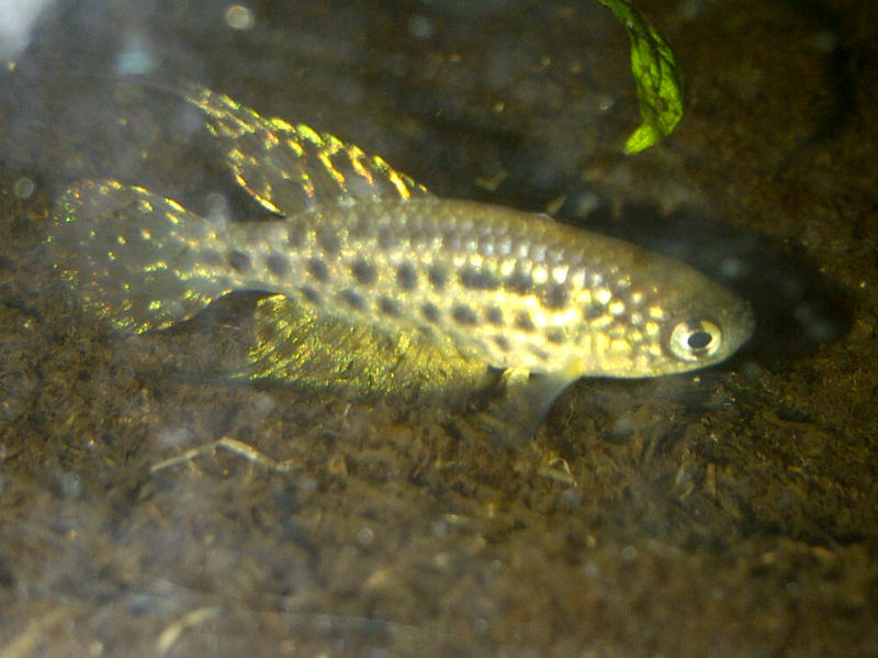 Simpsonichthys Constanciae "Barra De Sao Joao" | Tropical Aquariums SA