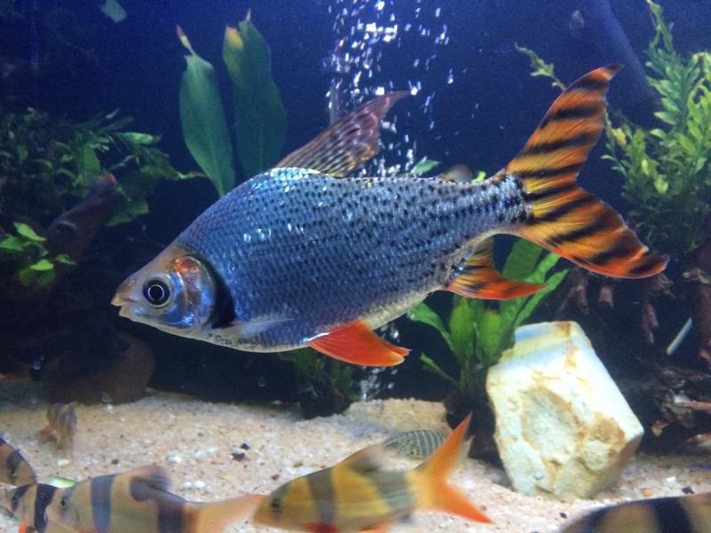 Update on my Flagtail | Tropical Aquariums SA