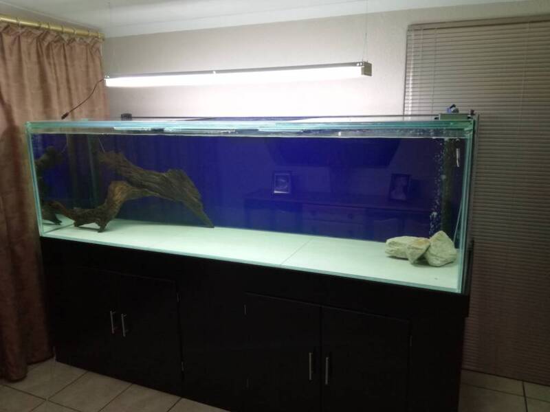 My final 1400L dream tank | Page 19 | Tropical Aquariums SA