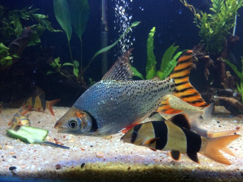 Update on my Flagtail | Tropical Aquariums SA
