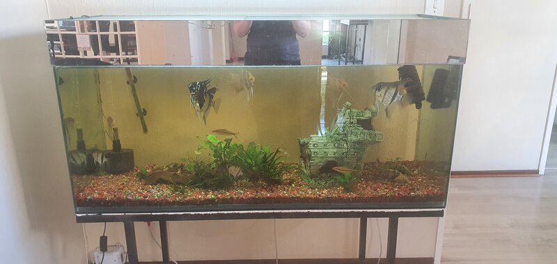 For Sale: - Complete 4ft tank for sale | Tropical Aquariums SA