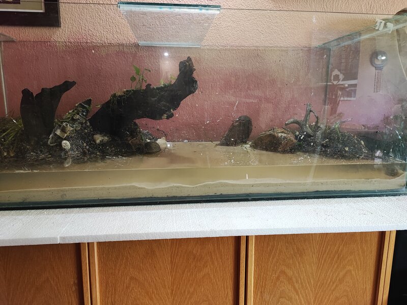 Reviving my 4FT tank | Tropical Aquariums SA