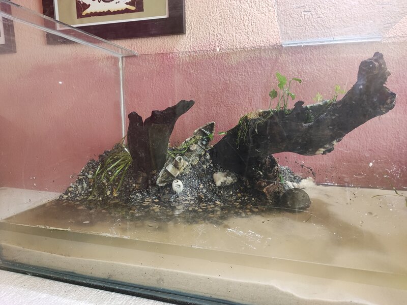 Reviving my 4FT tank | Tropical Aquariums SA