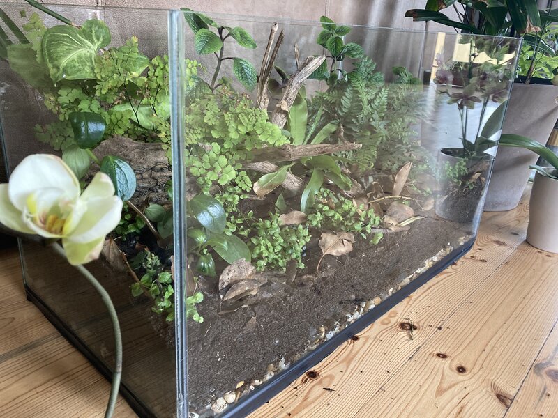 Terrarium in a cracked tank | Tropical Aquariums SA