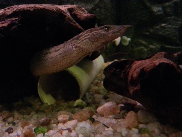 Identify My Eel | Tropical Aquariums SA