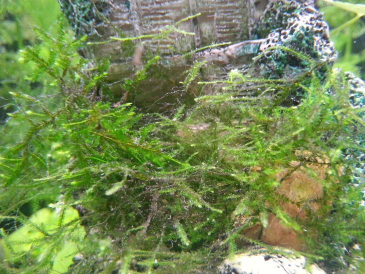 Is my moss sick? | Tropical Aquariums SA