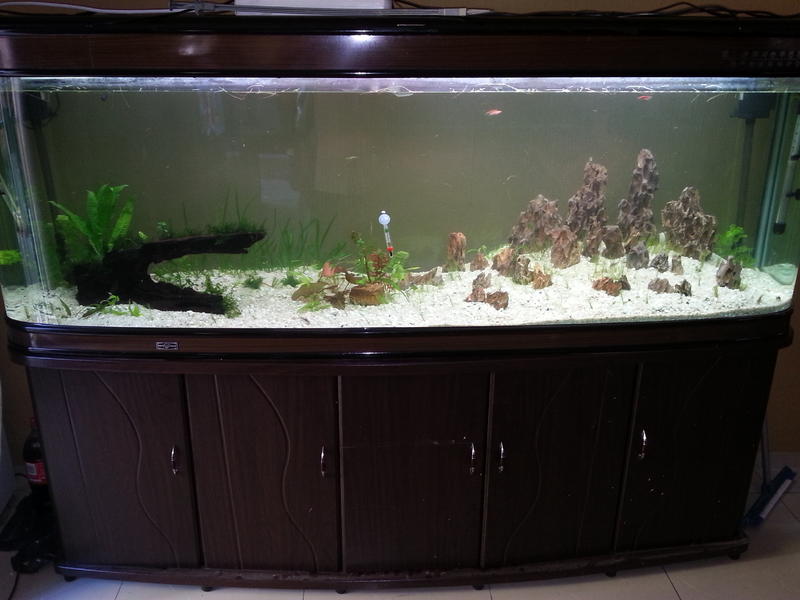 Journal of my 700L Low Tech Planted | Page 5 | Tropical Aquariums SA