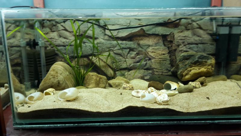 My new project........Shell dwellers. | Tropical Aquariums SA
