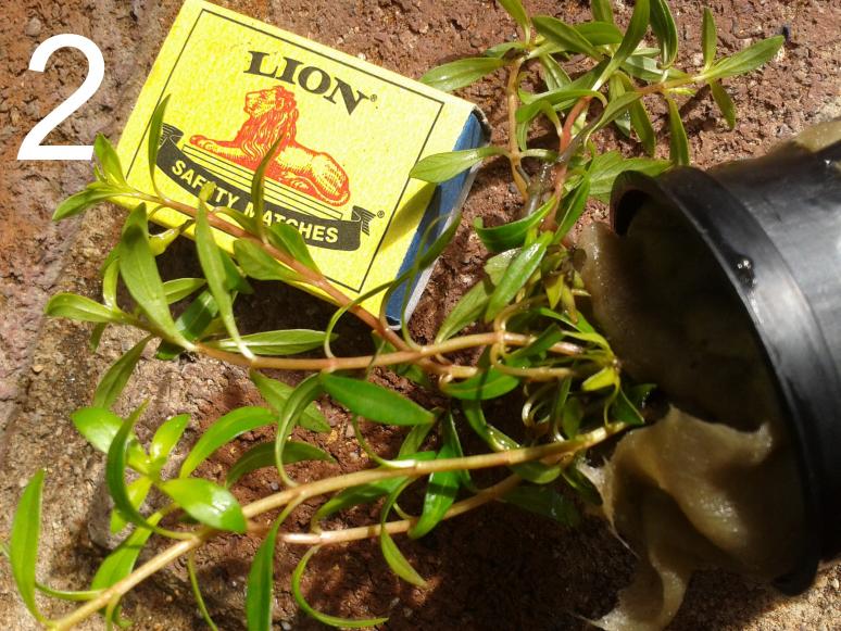 ID on three petshop plants. | Tropical Aquariums SA