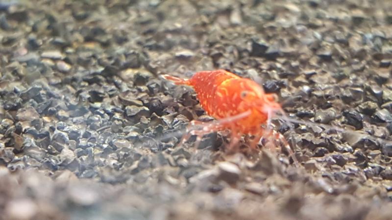 Grading Shrimp | Tropical Aquariums SA