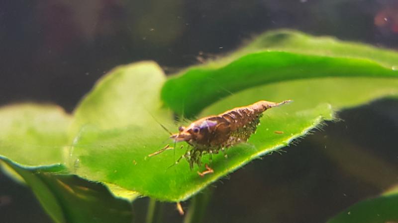 Grading Shrimp | Tropical Aquariums SA