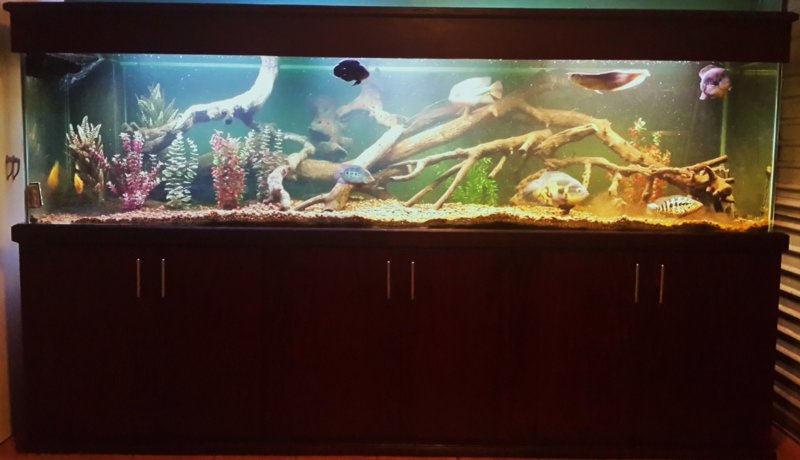 My 2500 litre Jumbo Tank | Tropical Aquariums SA