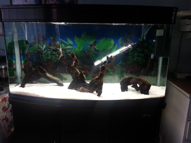For Sale: - Complete 4Ft tank | Tropical Aquariums SA