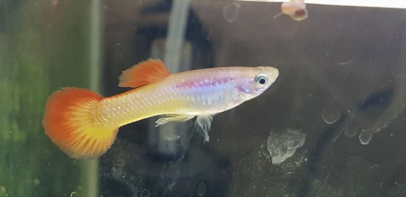 Guppy Colouration | Tropical Aquariums SA