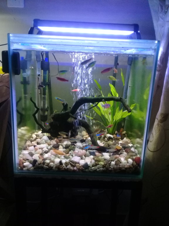 For Sale: - Cube tank. | Tropical Aquariums SA