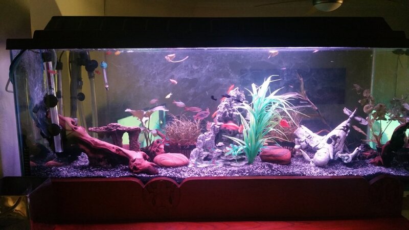 My "new" 4ft tank | Page 5 | Tropical Aquariums SA