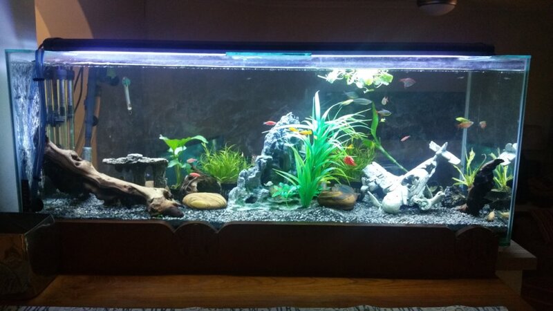 My "new" 4ft tank | Page 5 | Tropical Aquariums SA