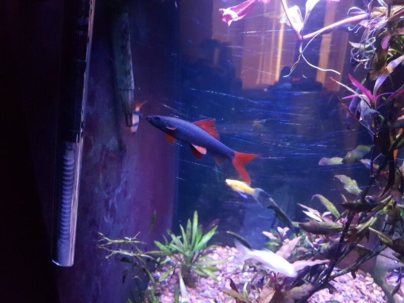 Swop: - Red Finned shark | Tropical Aquariums SA