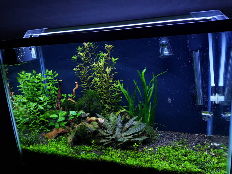 45CM High Tech Planted | Tropical Aquariums SA