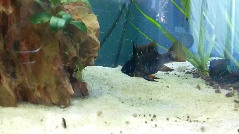 For Sale: - Dark Knight Ram | Tropical Aquariums SA