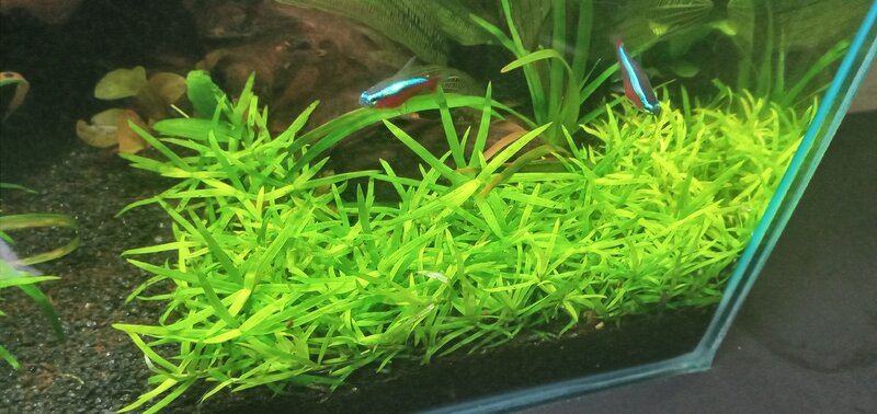 Freebie: - Heteranthera Zosterifolia " Star Grass | Tropical Aquariums SA