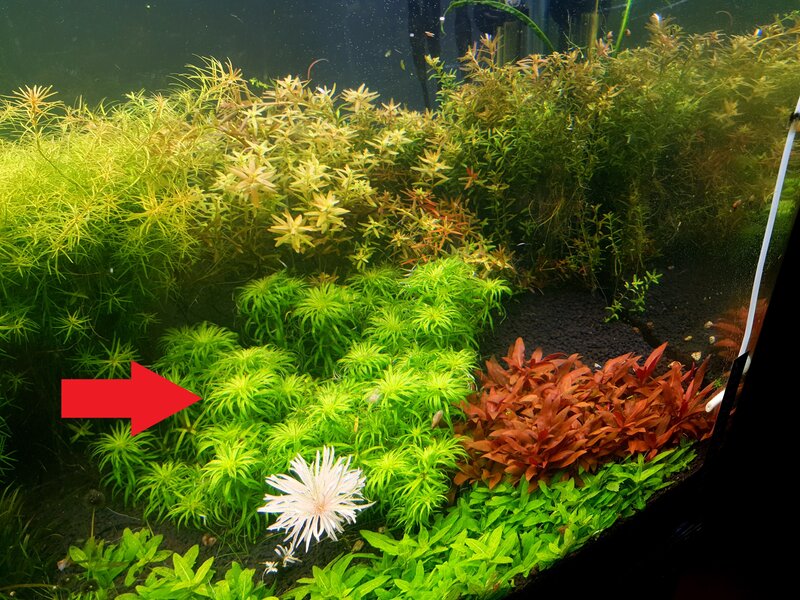 For Sale: - Aquatic Plants: Tonina Belem and more | Tropical Aquariums SA