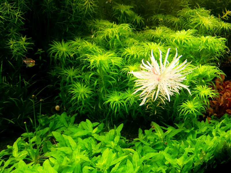 For Sale: - Aquatic Plants: Tonina Belem and more | Tropical Aquariums SA