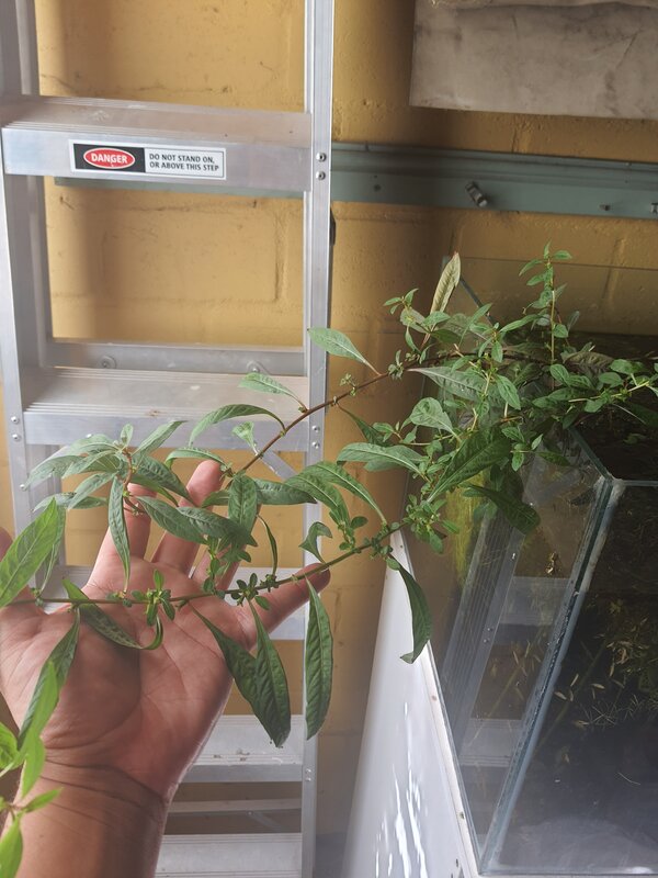 For Sale: - Aquatic Plants: Tonina Belem and more | Tropical Aquariums SA