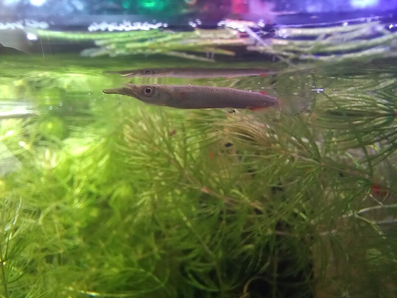 For Sale: - Platinum halfbeaks for sale | Tropical Aquariums SA