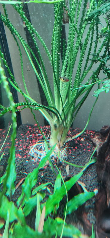 For Sale: - Crinum plants aka African onion plant | Tropical Aquariums SA