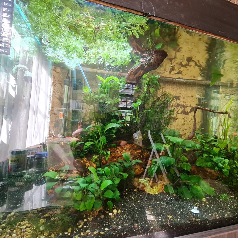 For Sale: - Complete planted scape tank for sale R4000 | Tropical ...