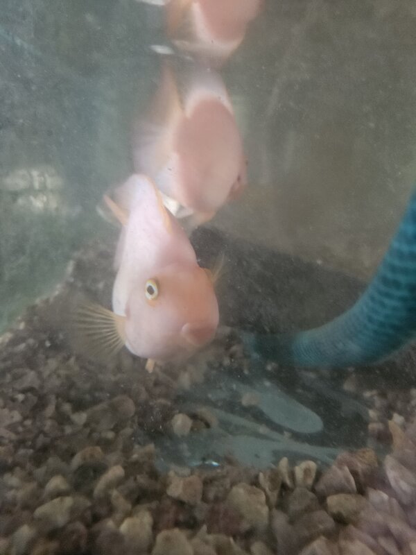 Swop: - 5 big fish swap for plants | Tropical Aquariums SA