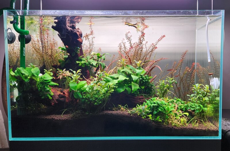 For Sale: - Complete 60p scape | Tropical Aquariums SA