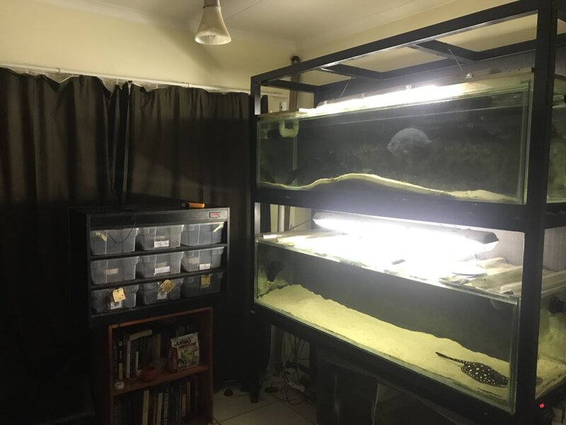 New ray tank | Page 2 | Tropical Aquariums SA