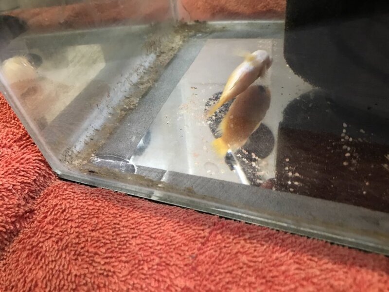 Yellow Lab sick | Tropical Aquariums SA