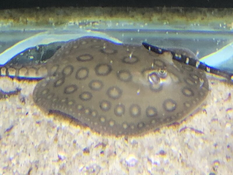 For Sale: - Stingray pups for sale | Tropical Aquariums SA