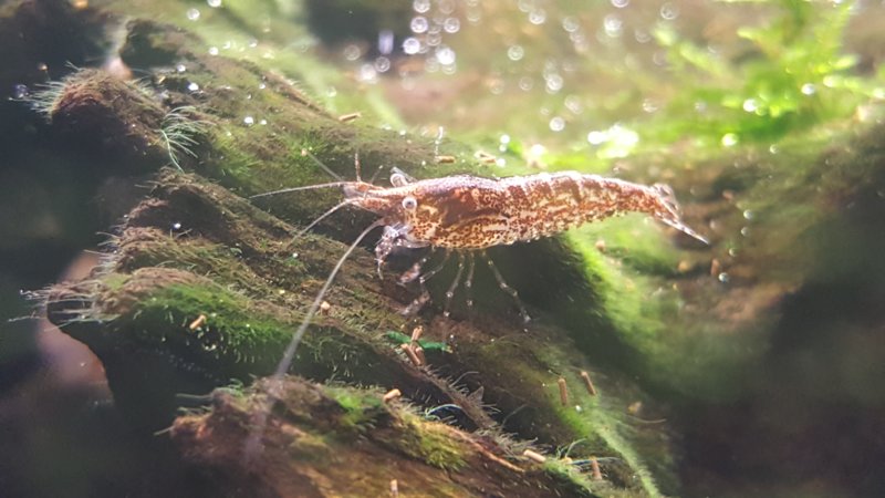 Dark briwn shrimps with line on back | Tropical Aquariums SA