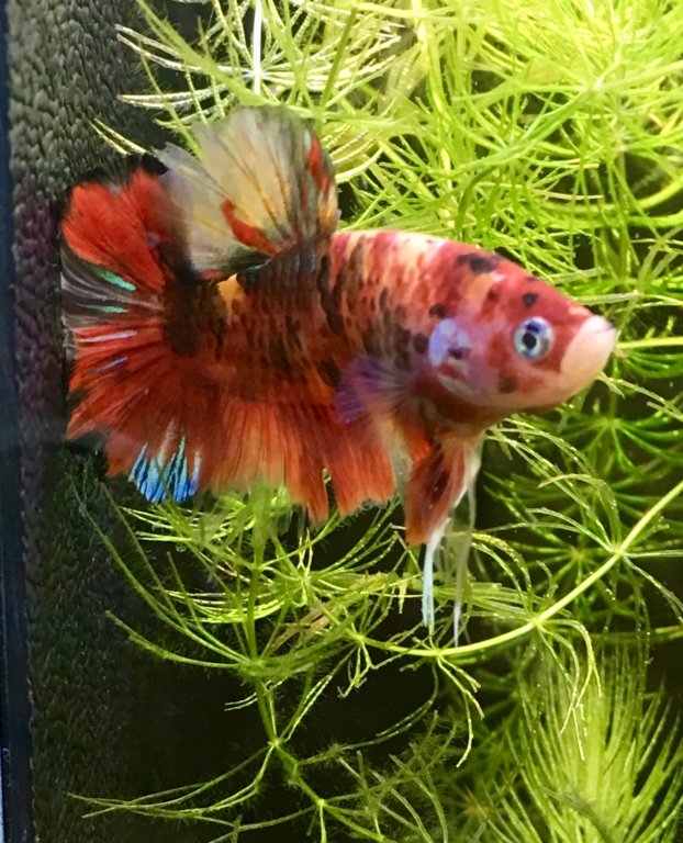 May 2019 Fish of the Month Voting | Tropical Aquariums SA