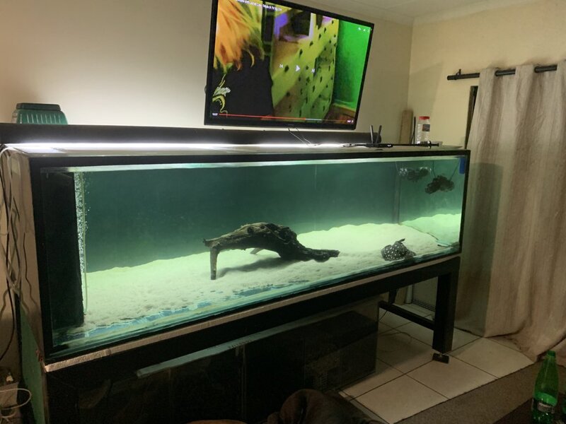 New ray tank | Page 11 | Tropical Aquariums SA