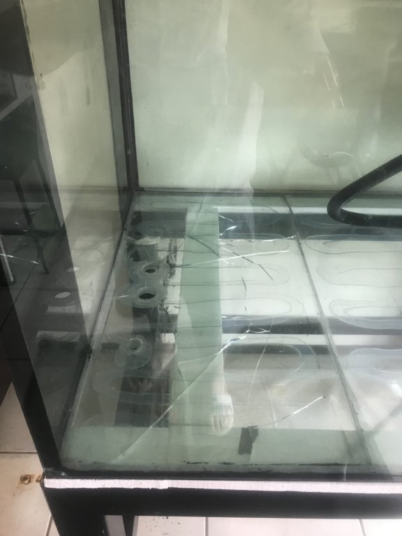 New ray tank | Page 3 | Tropical Aquariums SA