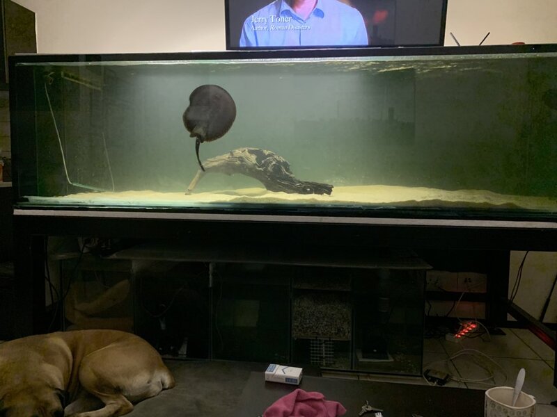 New ray tank | Page 11 | Tropical Aquariums SA