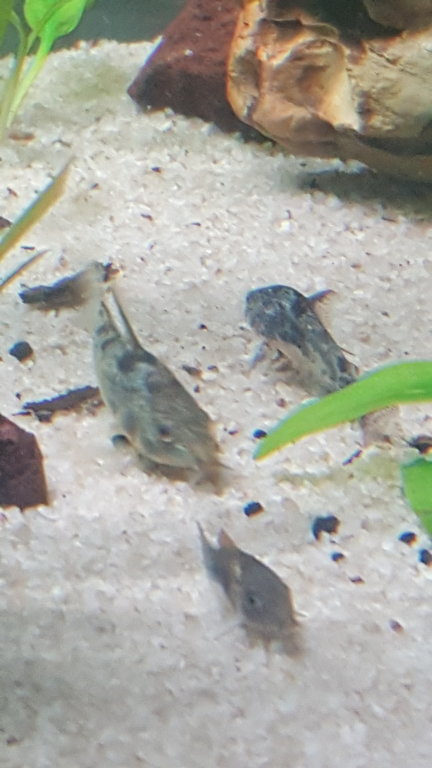 Sick Cory | Tropical Aquariums SA