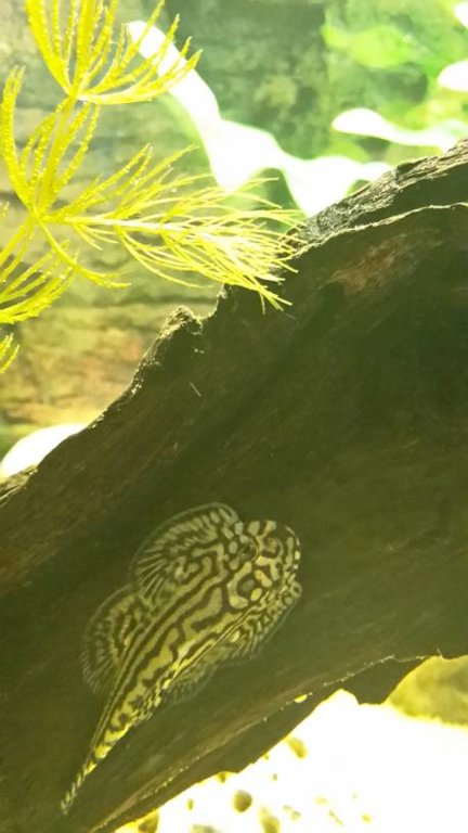 The river tank | Tropical Aquariums SA